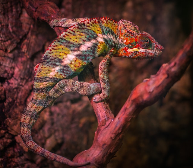Driežai - paslaptingi ir viliojantys augintiniai - Lizards.lt