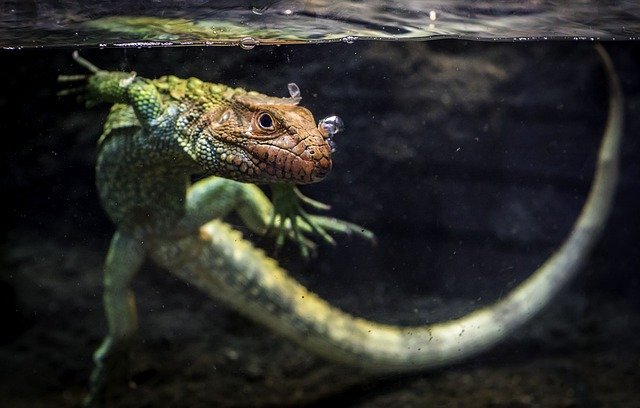 7 šokiruojantys faktai apie driežus - Lizards.lt